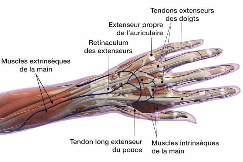 Anatomie De La Main Et Du Poignet Articulations Os Du Carpe Tendons Anatomie De La Main Et Du Poignet Articulations Os Du Carpe Tendons