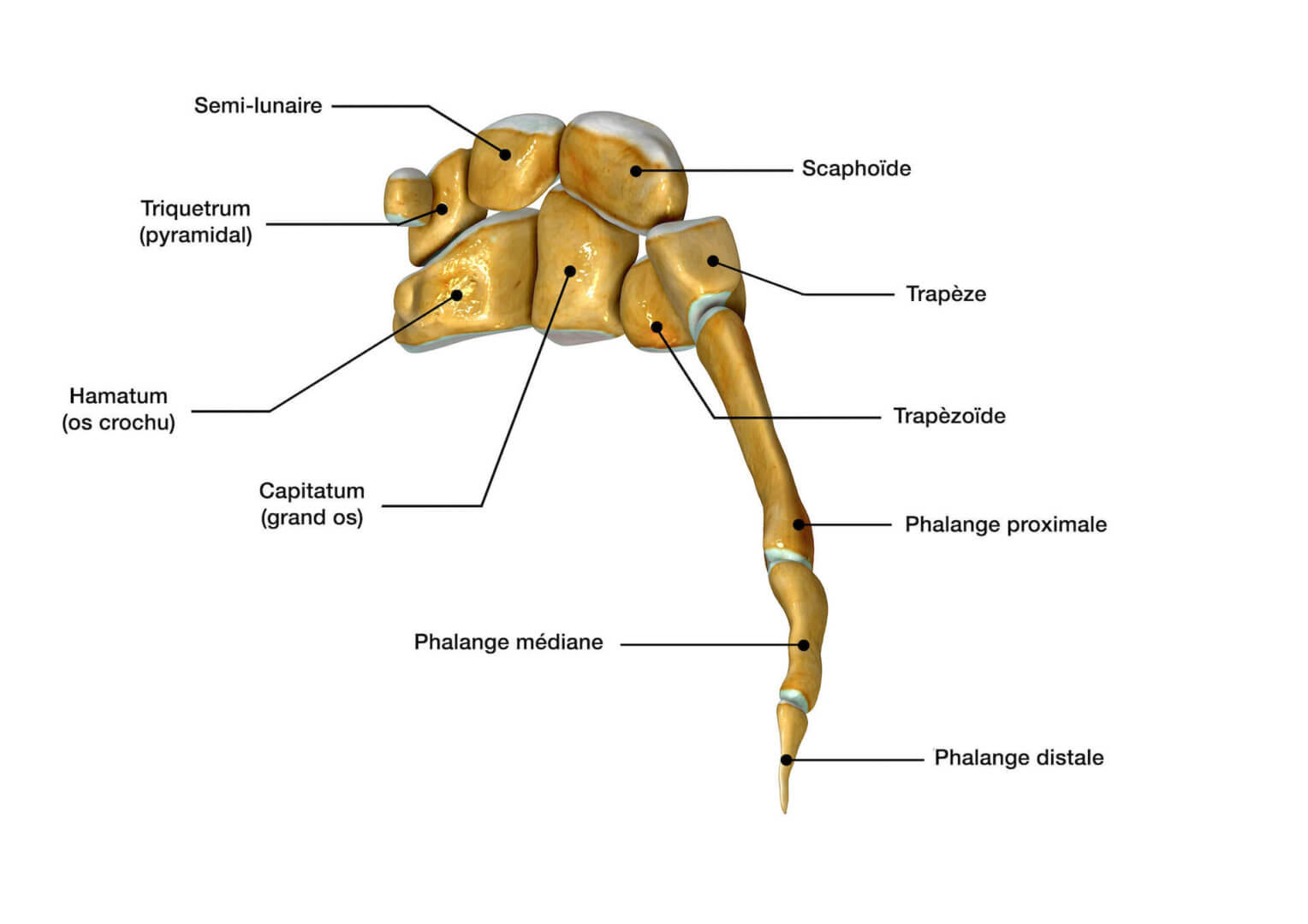 Pathologie des doigts de la main et pathologie du pouce | Pr Eric Roulot