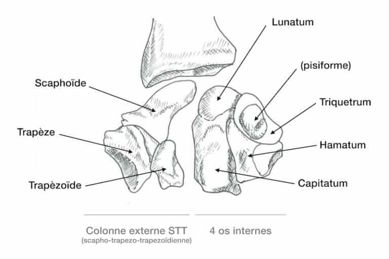 Anatomie de la main et du poignet - Articulations, os du carpe, tendons ...