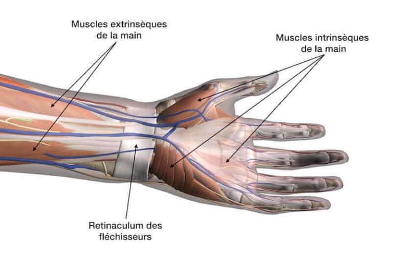 Anatomie de la main et du poignet - Articulations, os du carpe, tendons ...