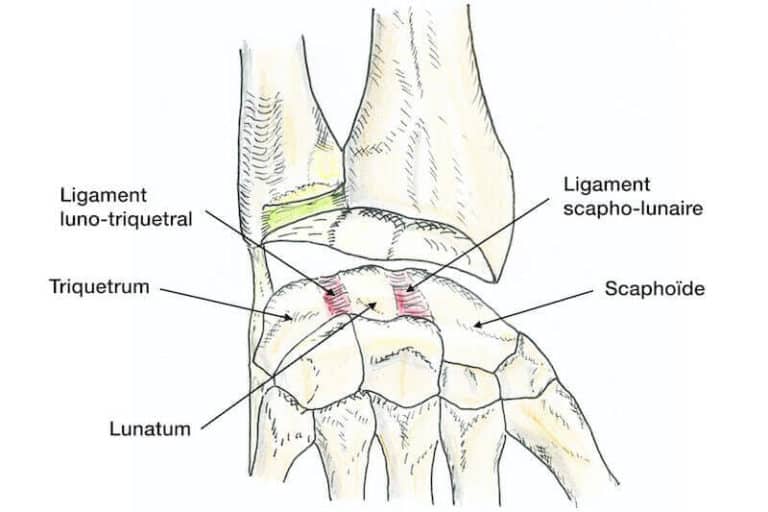 Anatomie de la main et du poignet - Articulations, os du carpe, tendons ...